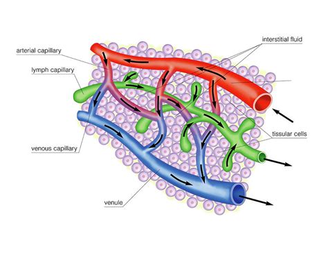 Lymph Node And Capillary 3 Photograph By Asklepios Medical Atlas Science Photo Library Pixels