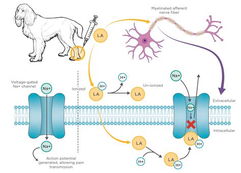 Local Anesthetic Agents In Companion Animal Veterinary Practice
