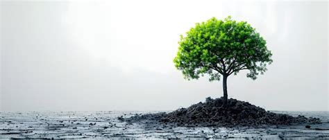 Premium Photo How Planting Trees Can Offset Carbon Emissions And Restore Oxygen Levels On