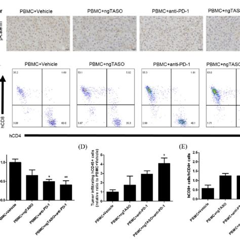 Effects Of Tgf β2 Blockades Combined With Pd 1 Inhibition On Activation