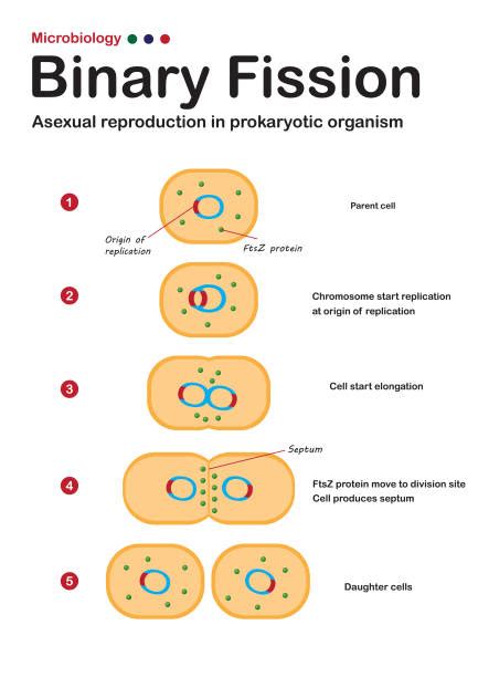 Binary Fission Prokaryotes