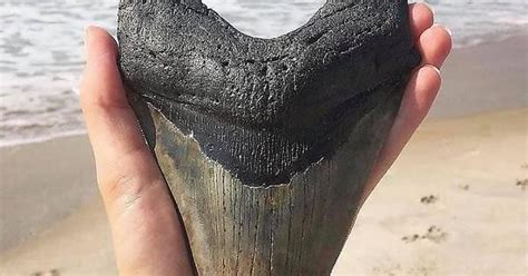 Megalodon Tooth 2 6 Million Years Old Album On Imgur