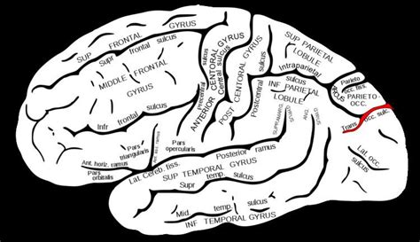 Transverse Occipital Sulcus Alchetron The Free Social Encyclopedia