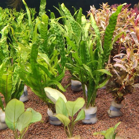 Microsorum Pteropus Trident