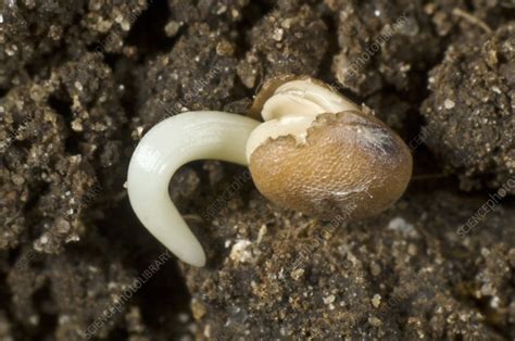Germinating Radish Seed Light Micrograph Stock Image C058 3877 Science Photo Library