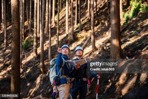 Selective Logging Photos And Premium High Res Pictures Getty Images
