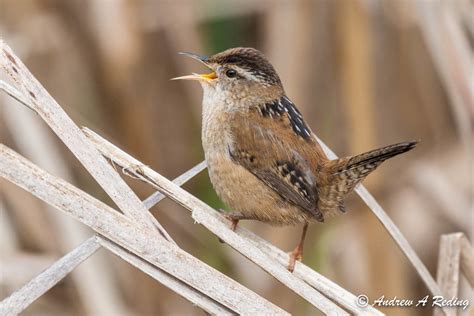 Marsh Wren Magnolia Plantation And Gardens Wildlife Guide · Inaturalist