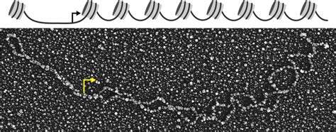 Analyzing The Nucleosome Configuration Of Single Gene Molecules By