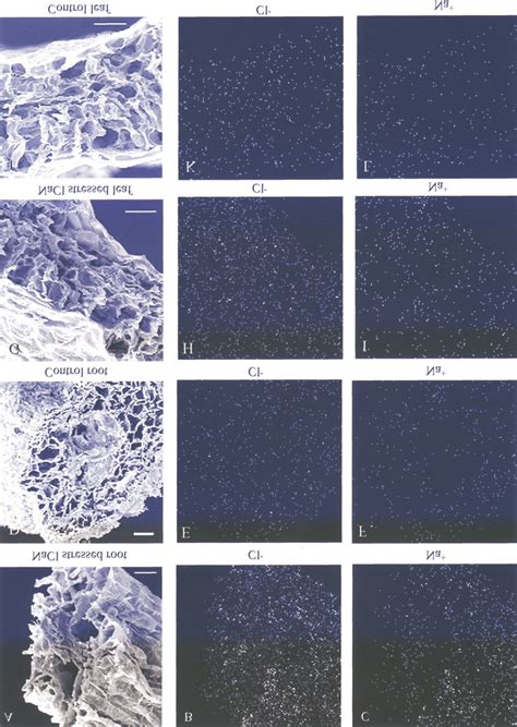 Electron Probe X Ray Microanalysis And Mapping Of Na And