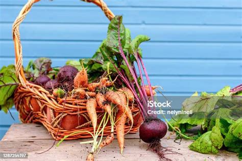 정원에서 수확한 신선한 채소 바구니에 채소 당근과 비트 상판 가을에 대한 스톡 사진 및 기타 이미지 가을 계절 나무 상자 Istock