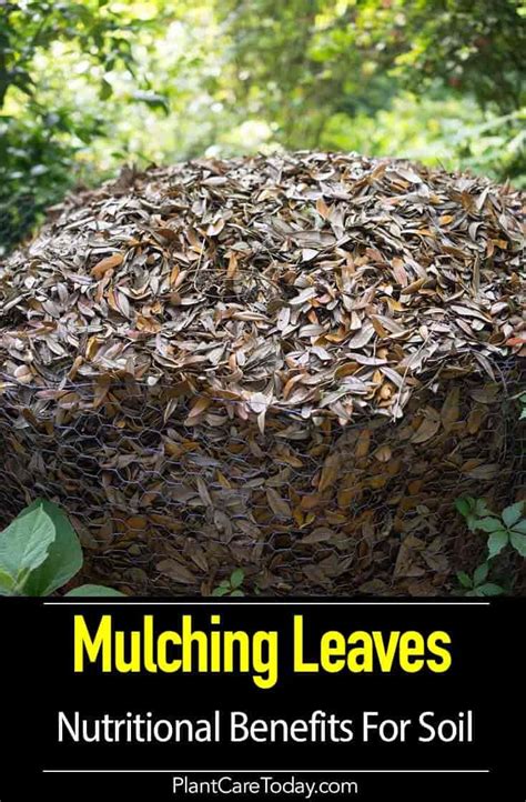 Boost Your Garden S Health With Composting