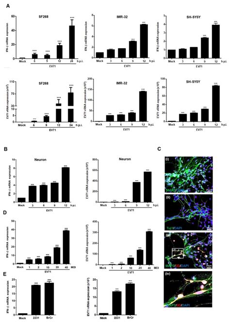 Ev71 Infection Induces Ifnβ Expression In Neural Cells Pmc