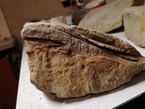 Huge Placoderm Fossil Hunting Trips The Fossil Forum