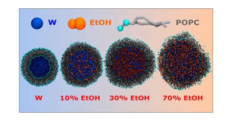 Deciphering Ethanol Driven Swelling Rupturing 52 Off
