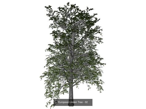 European Linden Trees 3d Model Collection Cgtrader