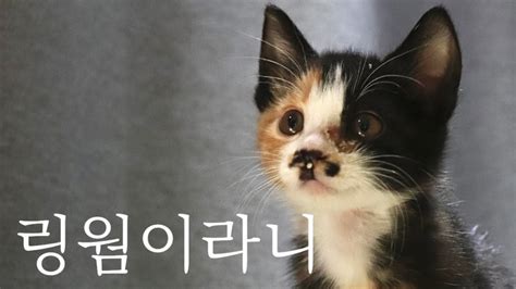 링웜에 걸린 아기 고양이 합사 일상 Youtube