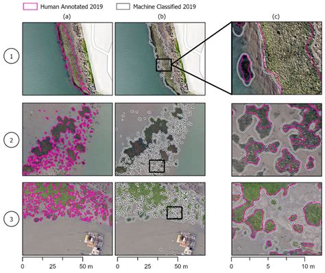 Model Success Cases Human Eelgrass Annotations Compared To