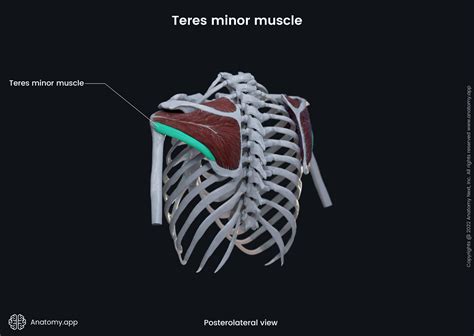 Teres Minor Role