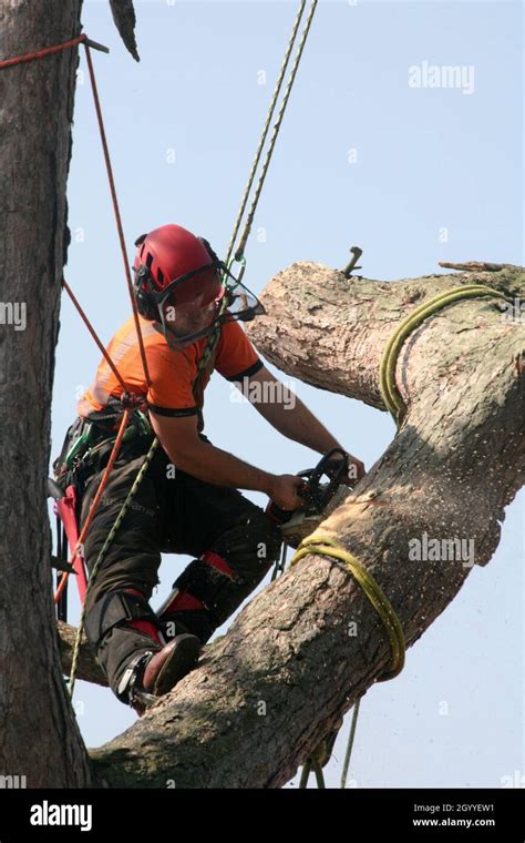 Close Up Of A Tree Surgeon Working At Height Cutting Down A Tree Stock Photo Alamy