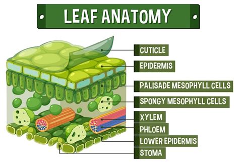 Premium Vector Internal Structure Of Leaf Diagram