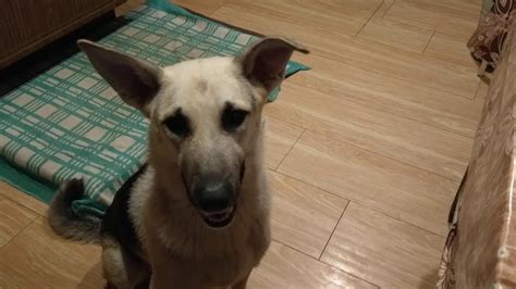 Таша выпрашивает печеньку. - YouTube