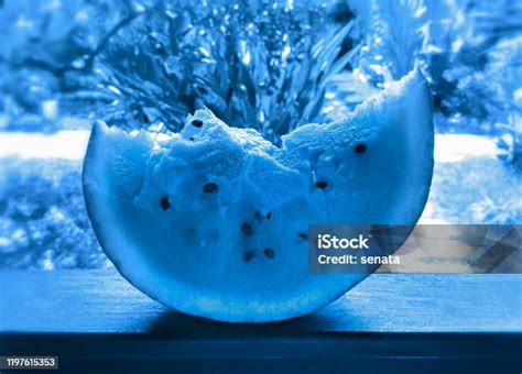 트렌디 한 색상의 열대 정원에서 나무 난간에 잘 익은 수박의 큰 덩어리 2020 클래식 블루 0명에 대한 스톡 사진 및 기타 이미지 Istock