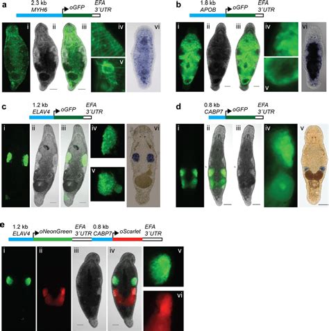 Tissue Specific Promoter Transgenic Lines A Nl9 Line Expressing Gfp
