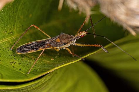 Premium Photo Adult Assassin Bug Premium Photo Adult Assassin Bug