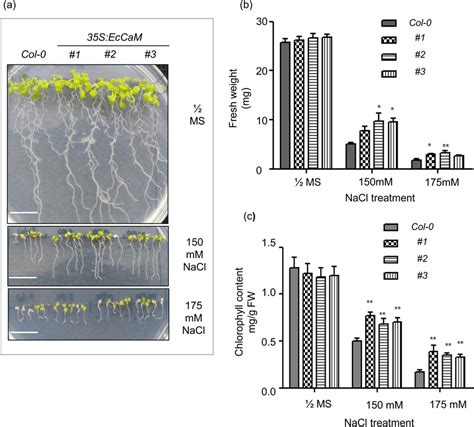 Overexpression Of Eccam In Arabidopsis Enhanced Salt Tolerance A Download Scientific Diagram