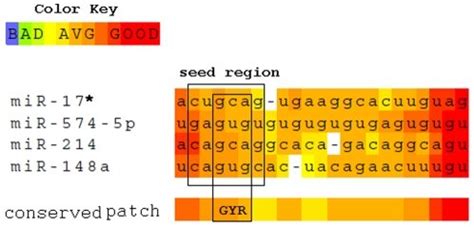 The Seed Region Position To And The Conserved Positions Rd Download Scientific Diagram