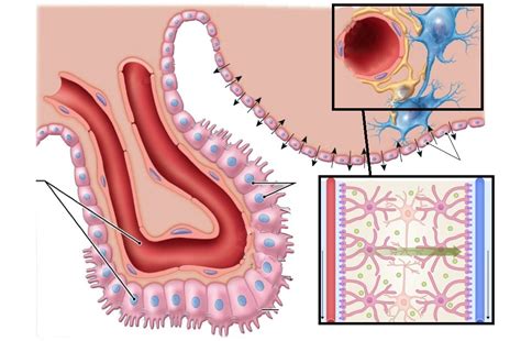 Diagram Of Cerebrospinal Fluid And Glymphatic System Quizlet