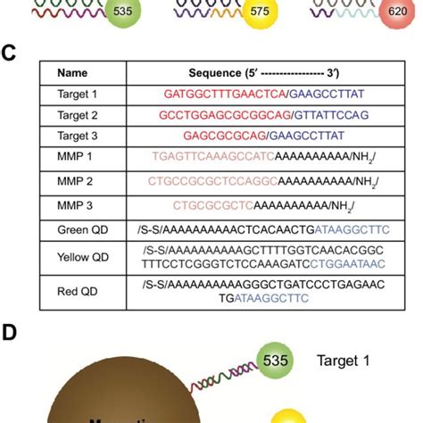 optical coding assay of total rnas from lncap and ncl h660 notes download scientific diagram