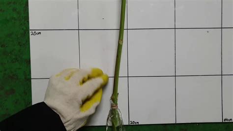 인터넷꽃도매시장 콜롬비아수국중간핑크 Youtube