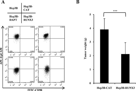 Runx3 Expression Reduces The Number Of Cscs In Hcc A Hep3b Cells Download Scientific Diagram