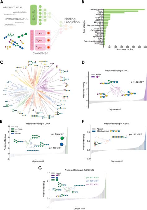 Predicting Lectin Binding Specificity With Deep Learning A Scheme Of Download Scientific