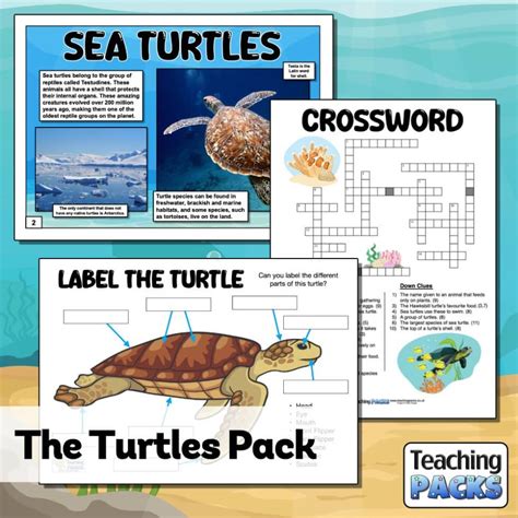 turtles teaching pack resources for teachers