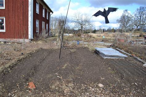 Time To Sow Parsnip In My Garden Saras Kitchen Garden