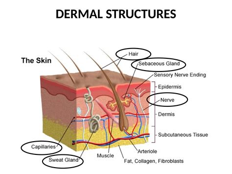 Integumentary System Structure Functions And Importance Pptx