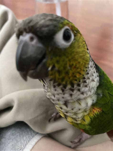 Shes So Horny Rconures