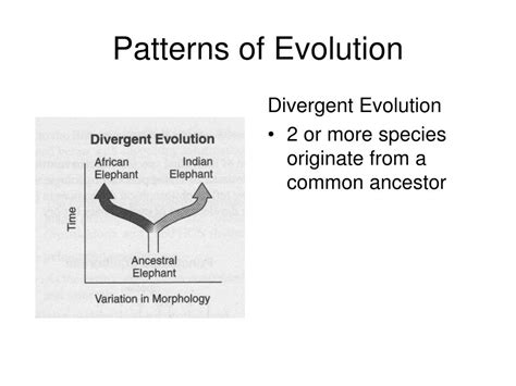 PPT Chapter Macroevolution Origin Of Species PowerPoint Presentation ID