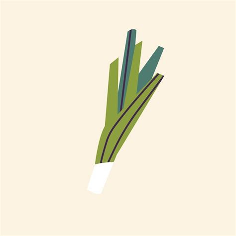 Leek Drawing Vectors And Illustrations For Free Download