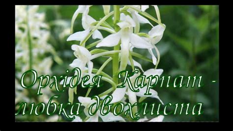 ОРХІДЕЯ КАРПАТ ЛЮБКА ДВОЛИСТА фотовірш лікувальний Youtube