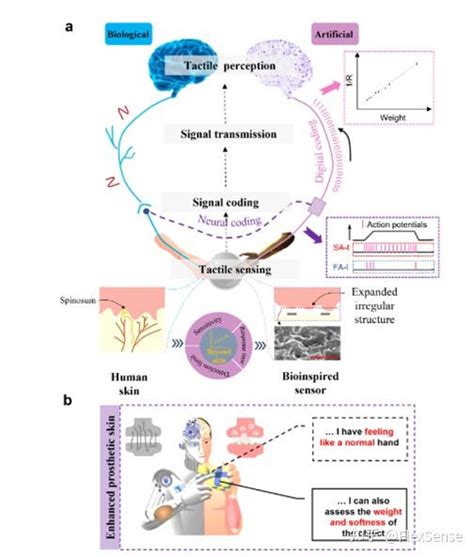 「6 论文」：超越皮肤性能的触觉传感器 知乎