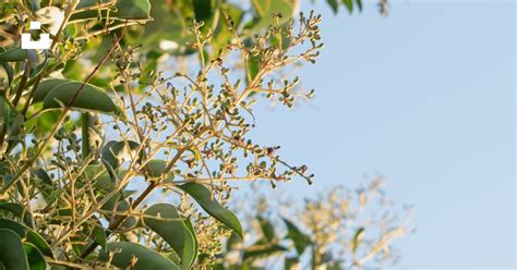 녹색 잎이 많고 배경에 푸른 하늘이 있는 나무 사진 Unsplash의 무료 식물 이미지