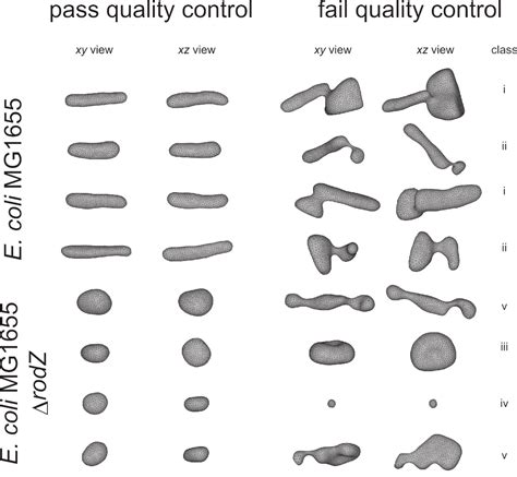 Three Dimensional Imaging Of Bacterial Cells For Accurate Cellular