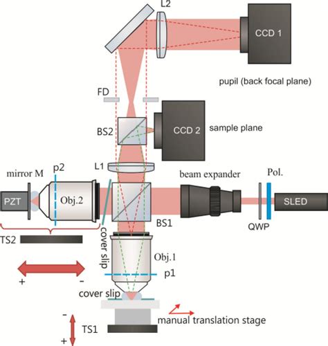 measuring aberrations in the rat brain by coherence gated wavefront