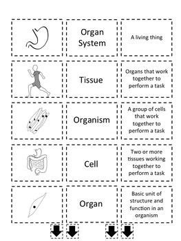Let S Build Levels Of Organization Levels Of Organization Biology Biology Notes Organization