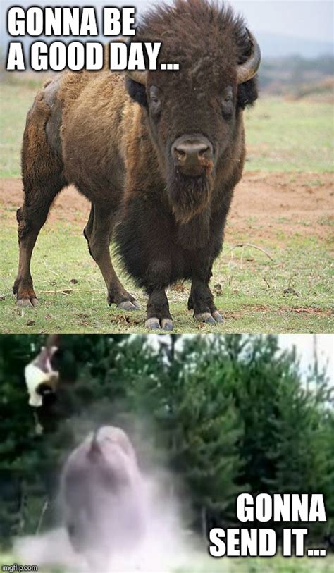 Image Tagged In Buffalofunnybreaking News Imgflip