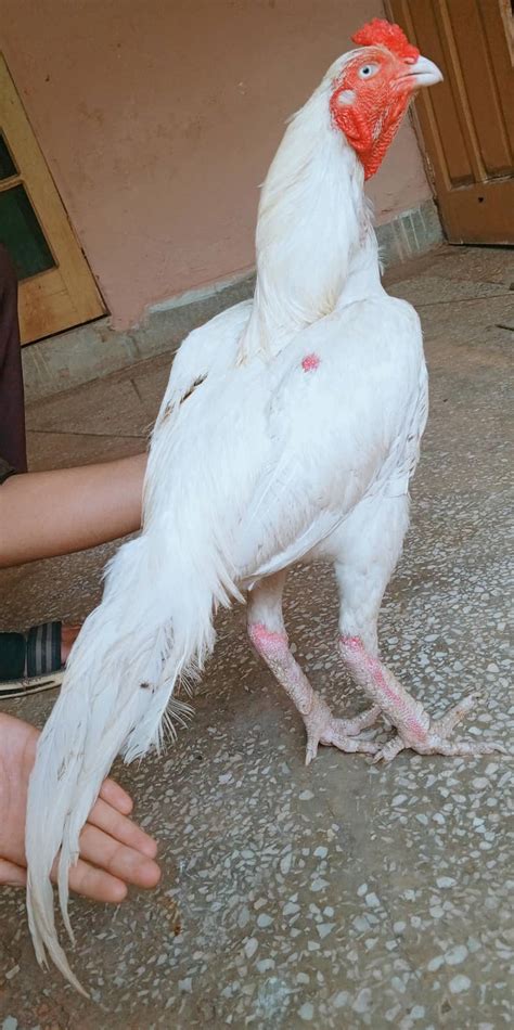 Aseel Murga Heera 03498200770 Hens 1103112285