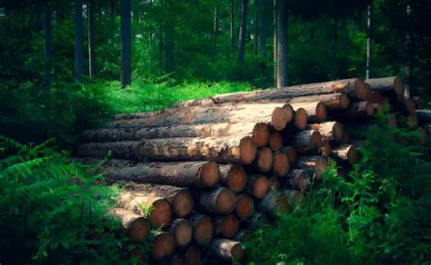 Understanding Sustainable Forestry Key Practices And Benefits